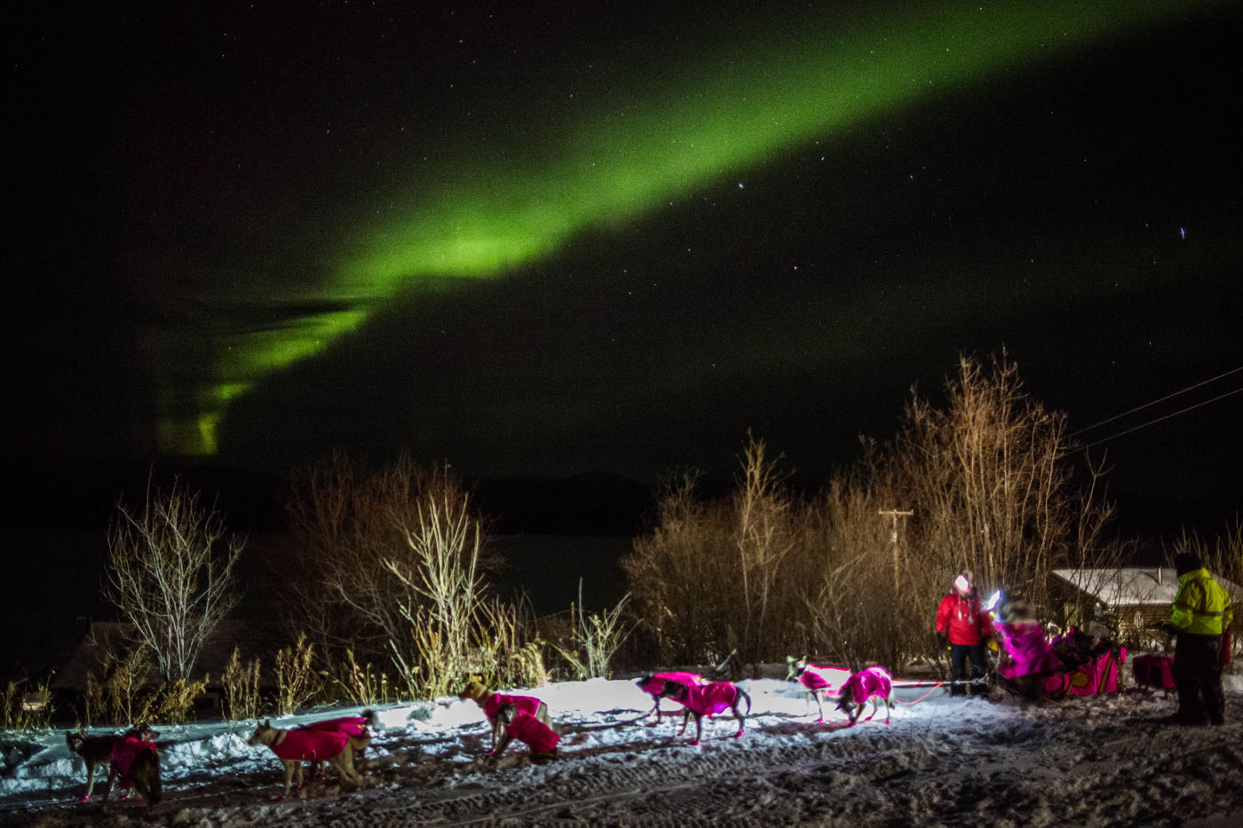 Northern lights over the Alaska Iditarod