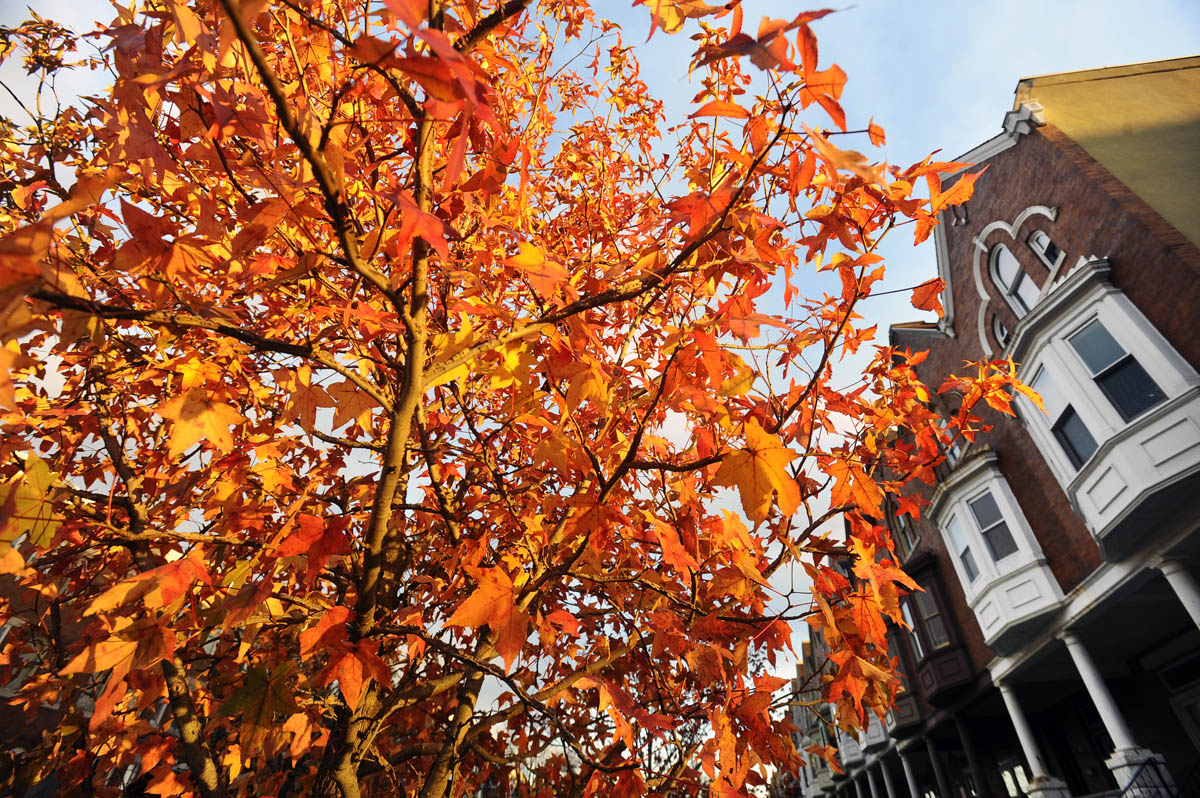 Fall foliage brightens city