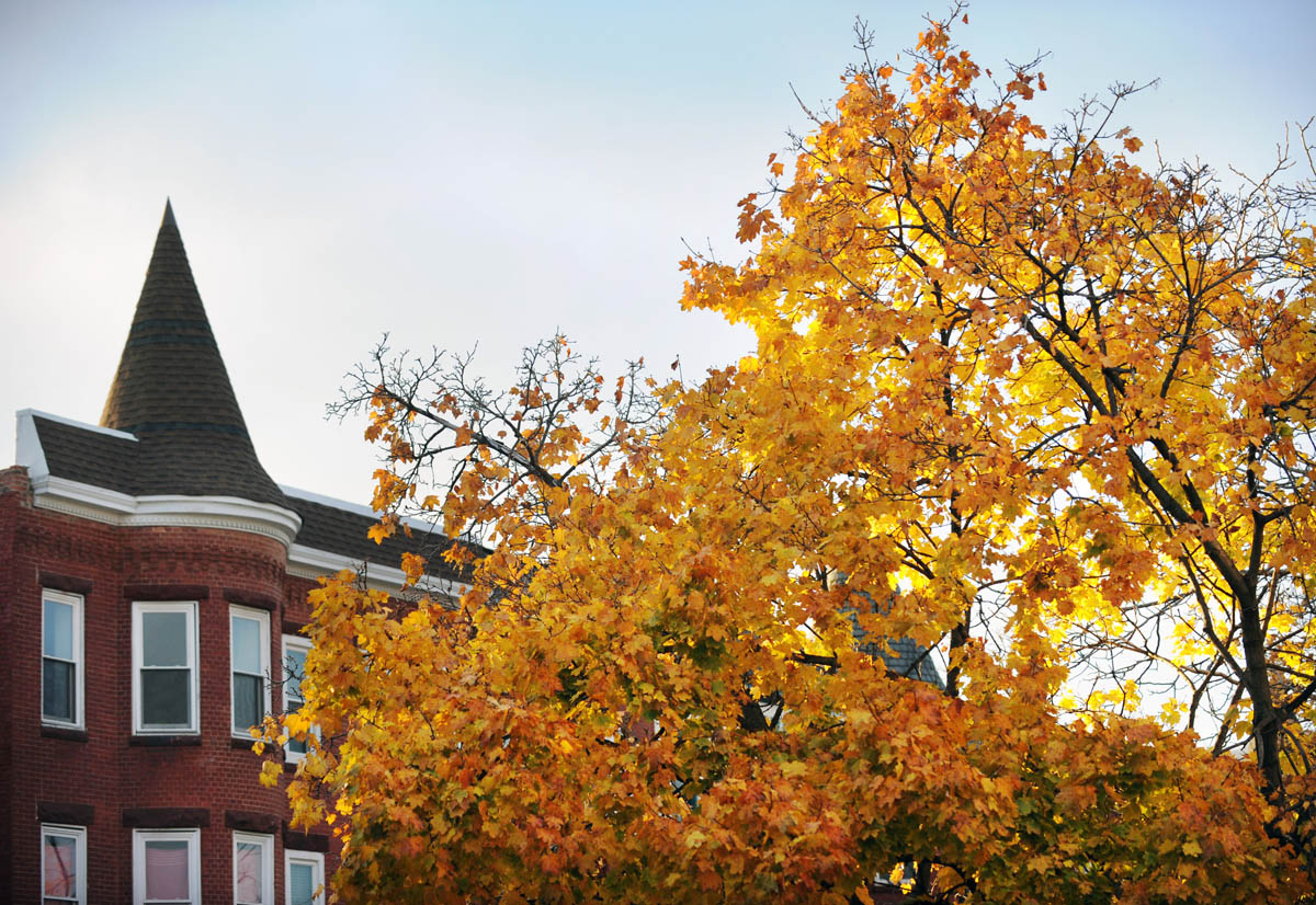 Fall foliage brightens city